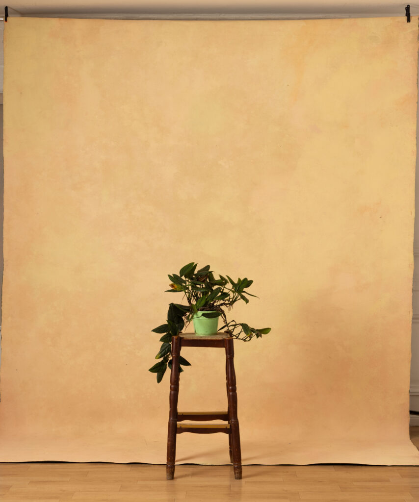 Sage Terra Canvas Backdrop (RN#358) - Zen Backdrops